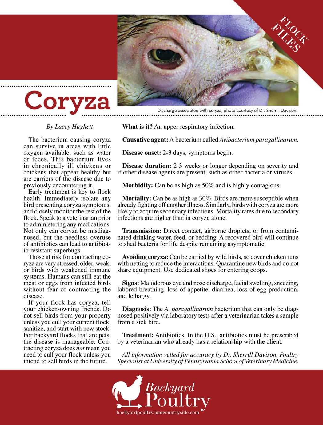Coryza - Backyard Poultry